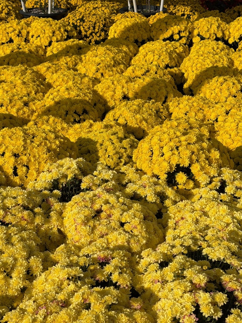 2025 10-5/11-1 일상 !! : 네이버 블로그