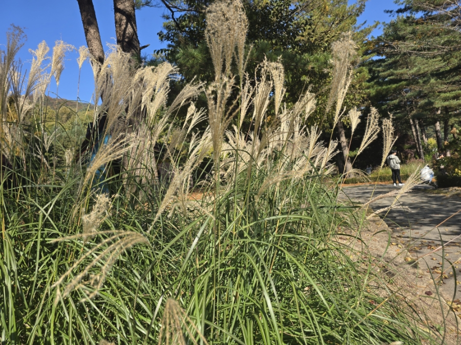 바람따라 춤추는 억새 갈대와 차이 : 네이버 블로그