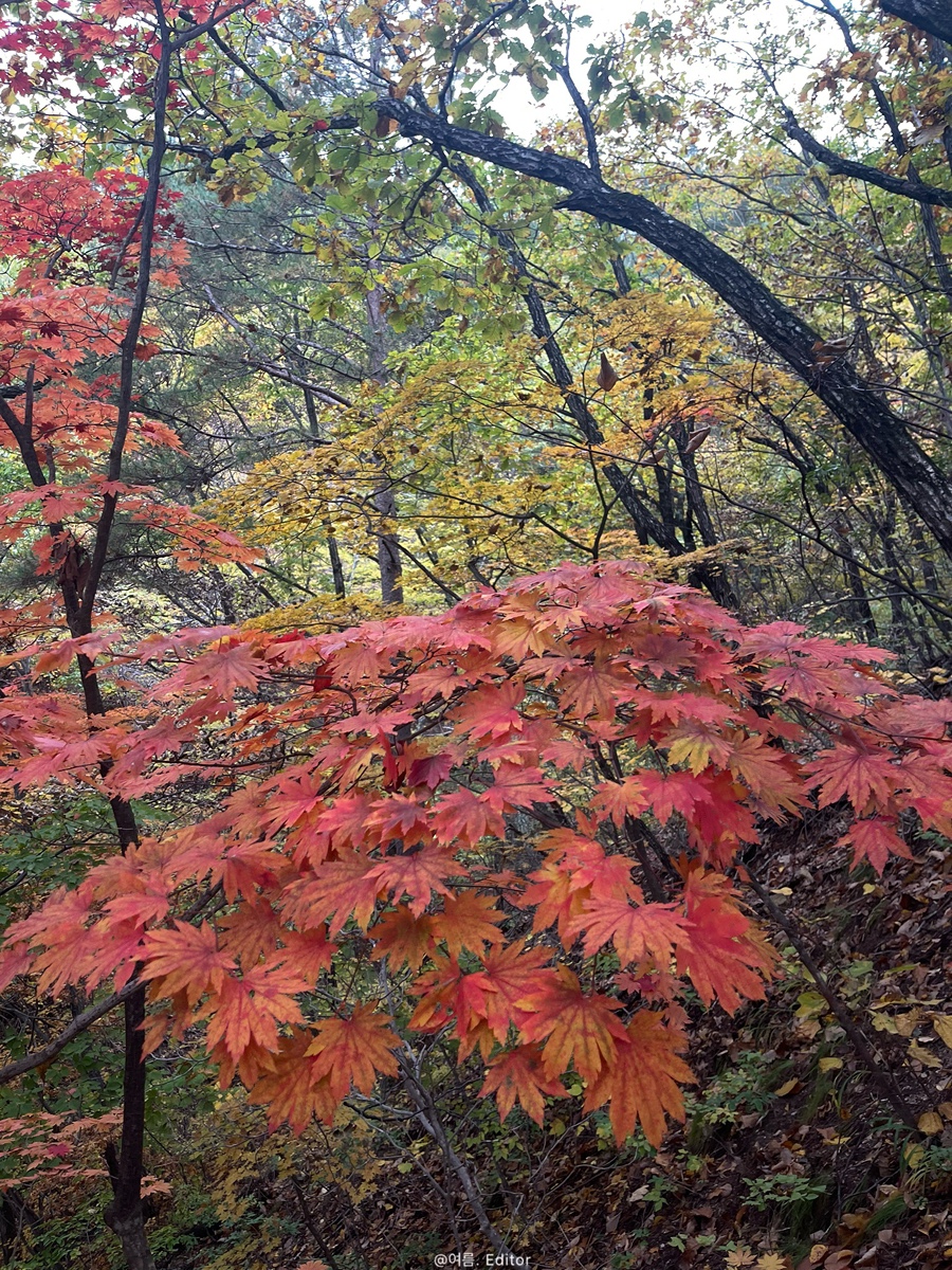 설악산 단풍 등산 1, 오색 대청봉 천불동계곡/ 설악산 10월 말 단풍 : 네이버 블로그