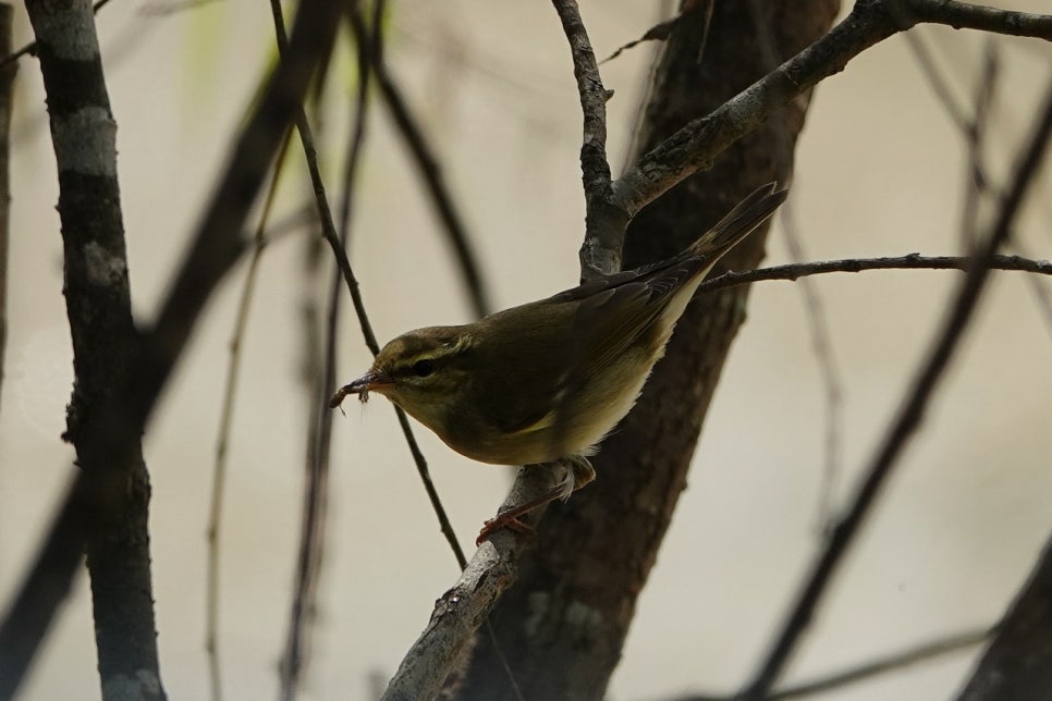 공릉천의 새 - 검은딱새, 흰등밭종다리, 쇠솔새, 노랑눈썹솔새, 방울새 : 네이버 블로그