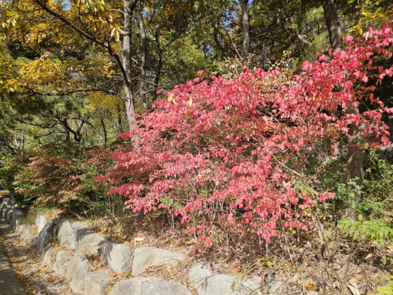 만추 속으로: 인왕산, 수성동 계곡, 효자로, 경복궁 향원정 : 네이버 블로그