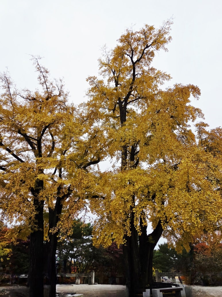 아산 현충사 곡교천 은행 나뭇길 주차 11.9오전 실시간 : 네이버 블로그
