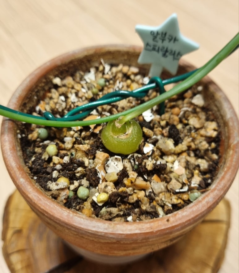 알부카 스피랄리스 : 네이버 블로그