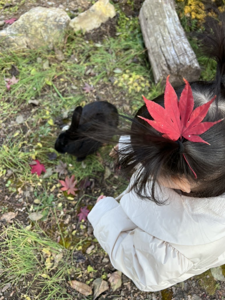 파주 아기랑 가기 좋은 대형 카페 초리골164 (토끼, 거위, 알파카, 연못뷰, 단풍 구경까지 싹) : 네이버 블로그