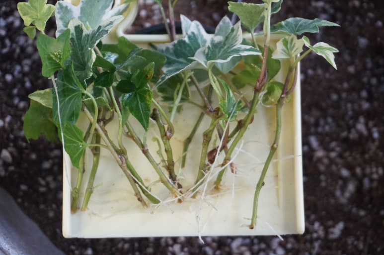 아이비 키우기 (무늬 식물) : 네이버 블로그