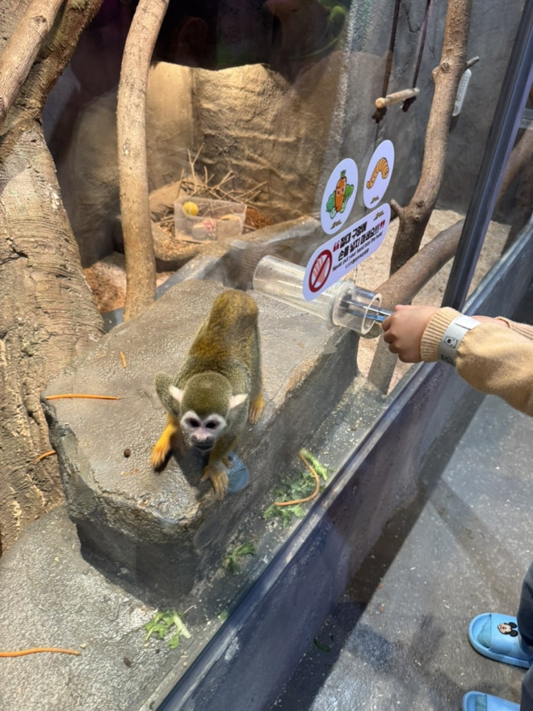 제주가볼만한곳 신화월드안 모모쥬 카피바라 동물원 다녀왔어요 : 네이버 블로그