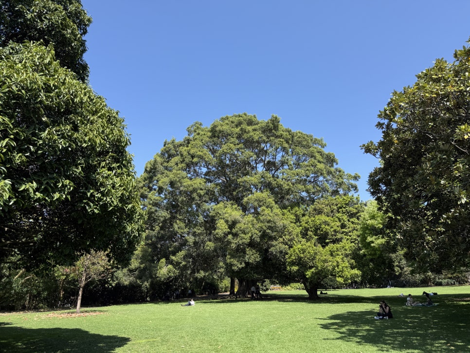 시드니 관광지 로얄 보타닉 가든 Mrs Macquaries Point, 하이드 파크 후기 : 네이버 블로그