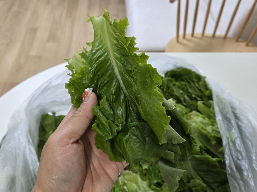 상추마루 적상추 꽃상추 상추참치쌈밥 만드는법 레시피 가정식도시락반찬 : 네이버 블로그