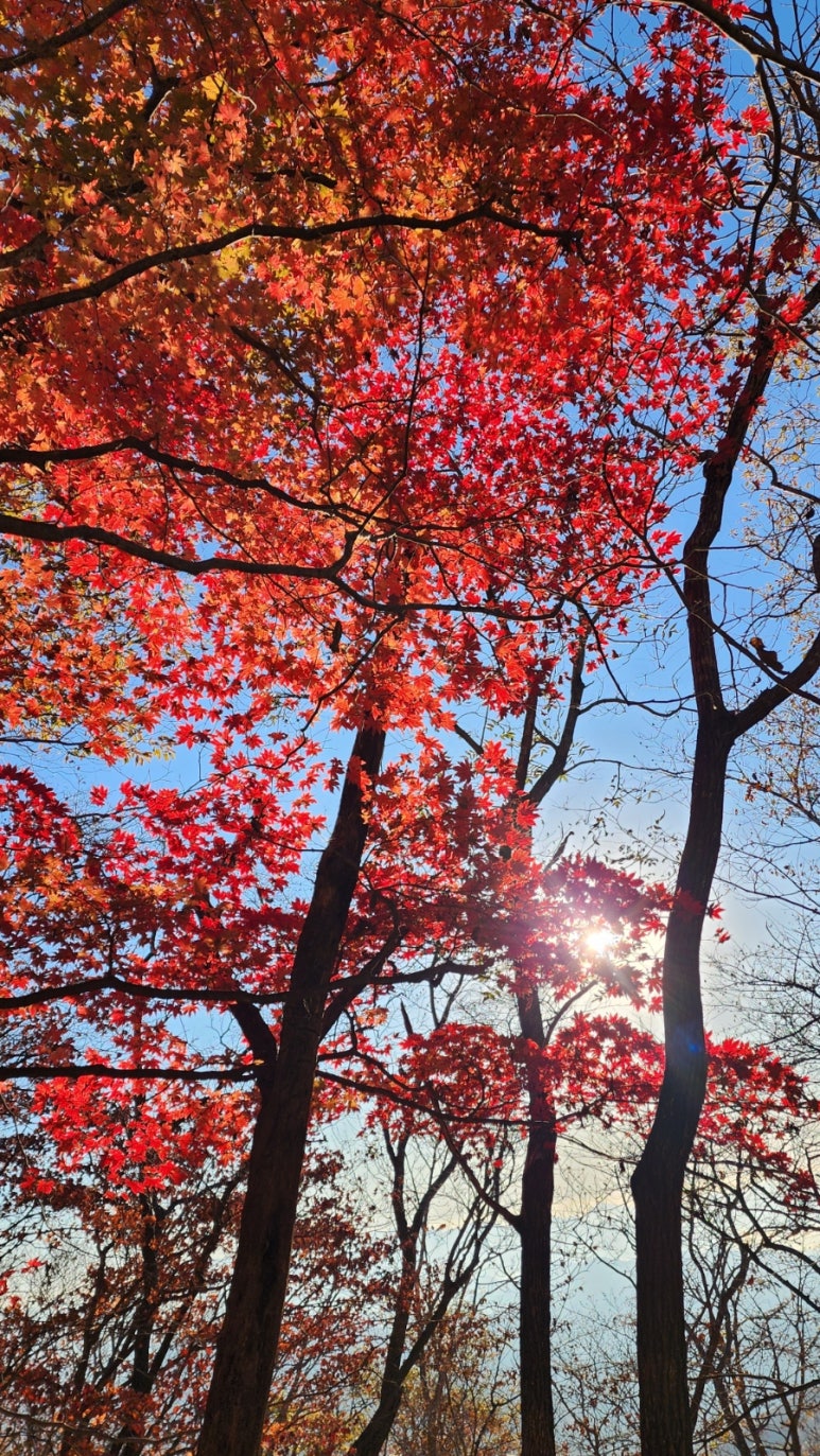 ♧어른의 관계를 가꾸는 100일 필사 노트 : 네이버 블로그
