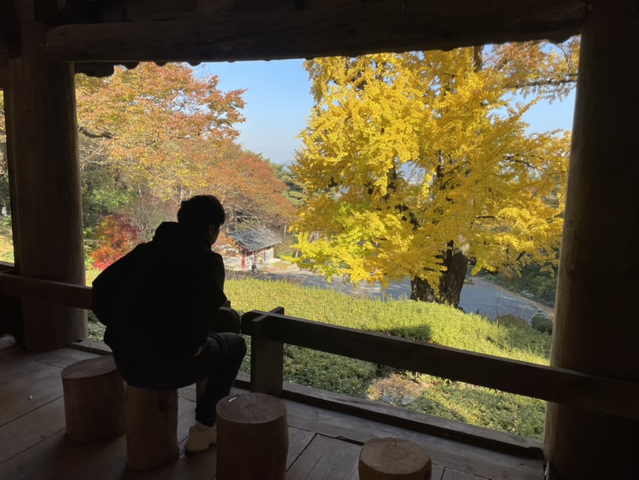 [은행나무 숨은 명소 태안 흥주사] 900년 수령의 황금빛 은행나무가 있는 고즈넉한 천년고찰 : 네이버 블로그