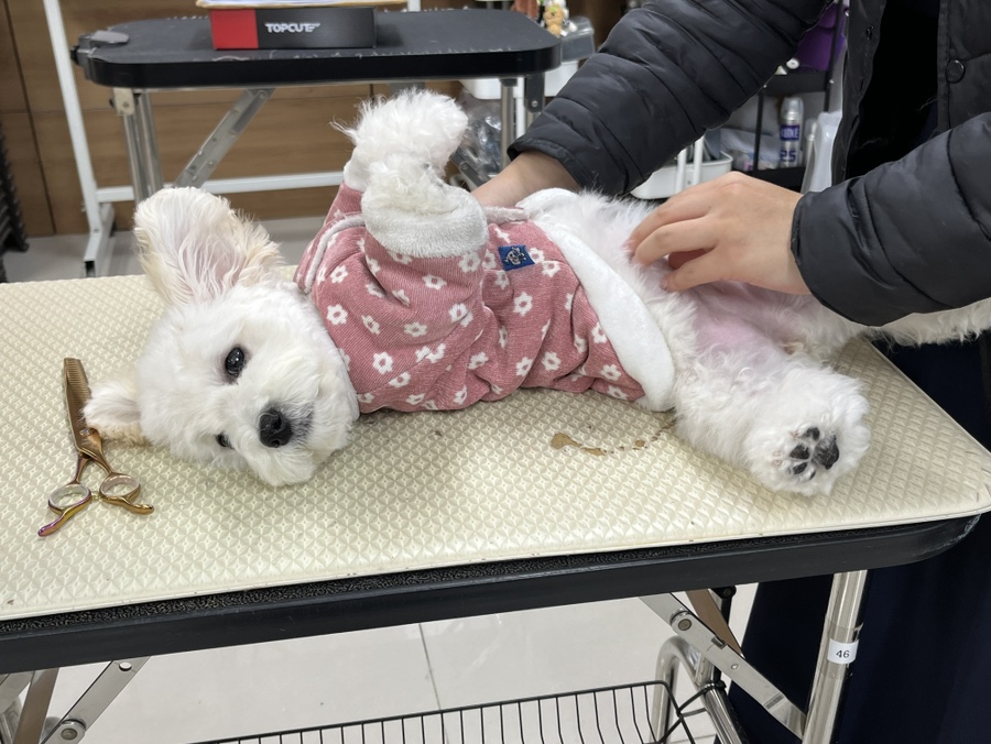 김포점의 불타는 열정 ️‍🔥 (김포에이스애견미용학원 / 김포애견미용학원 / 에이스애견미용학원) : 네이버 블로그