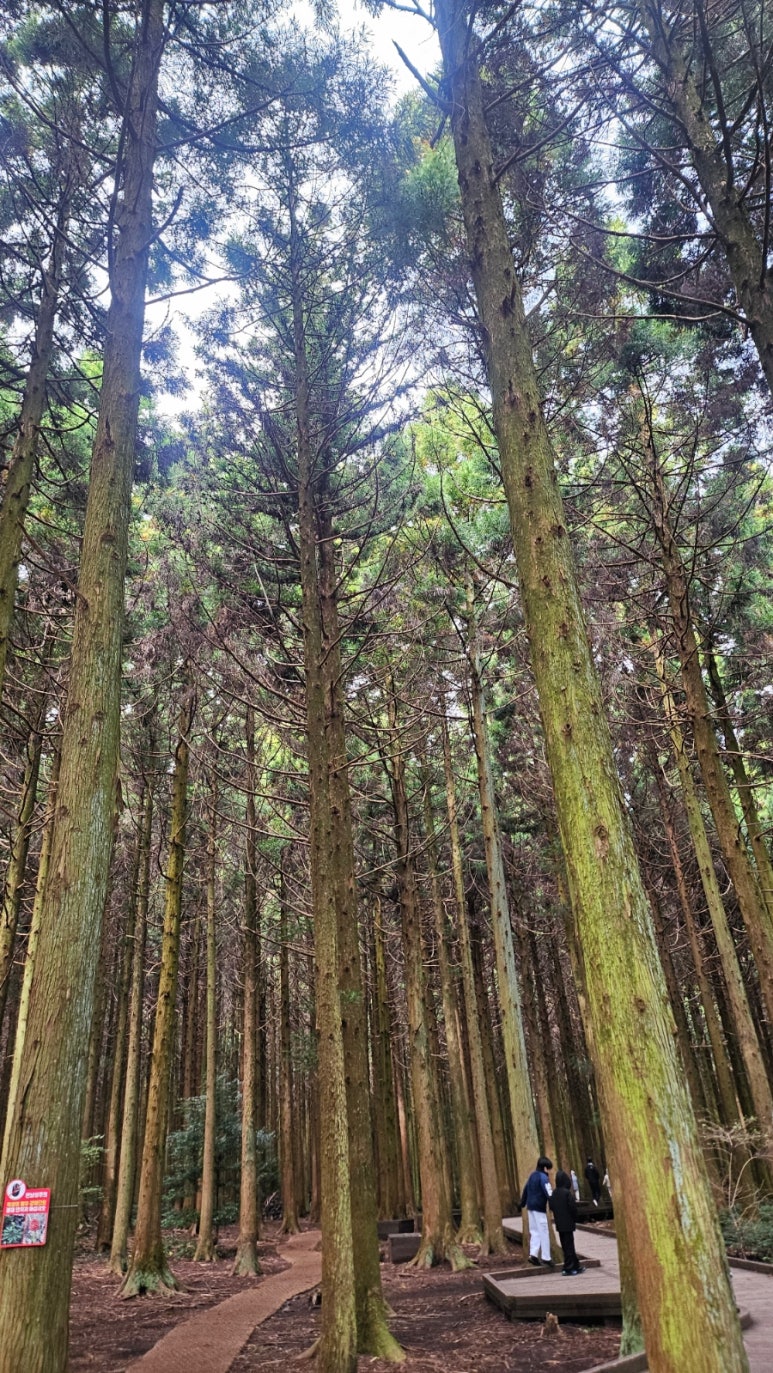 제주 2박 3일 여행 사려니숲길 참 좋았다 : 네이버 블로그