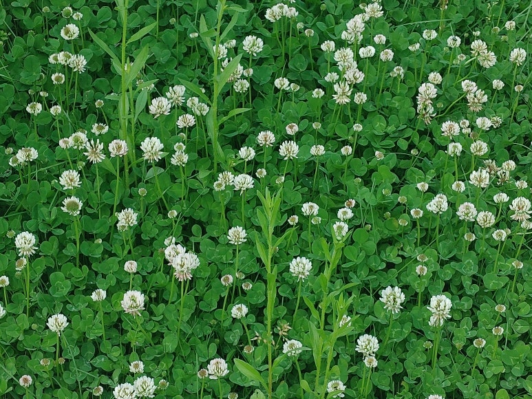 을묘일주 : 네이버 블로그