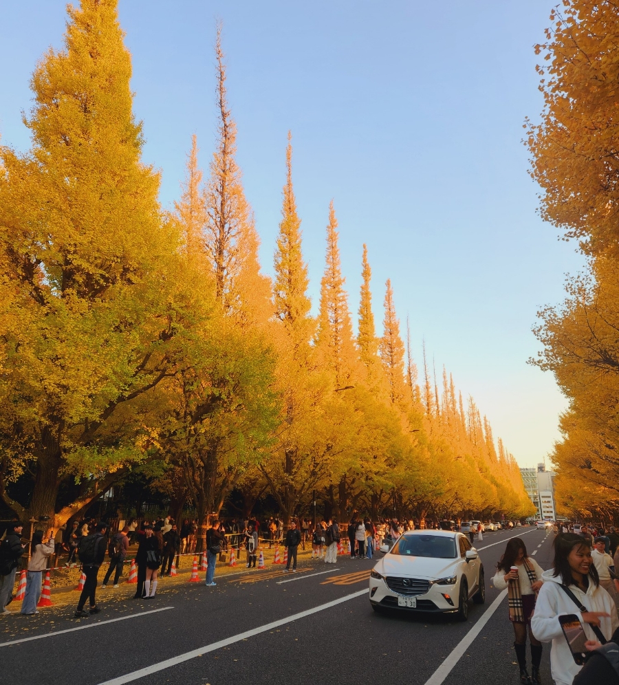 [도쿄생활]11월 도쿄 단풍맛집 메이지진구외원🍁 도쿄타워, 신주쿠 타워레코드 : 네이버 블로그