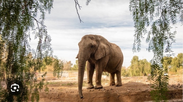Europe’s first captive elephant sanctuary : 네이버 블로그