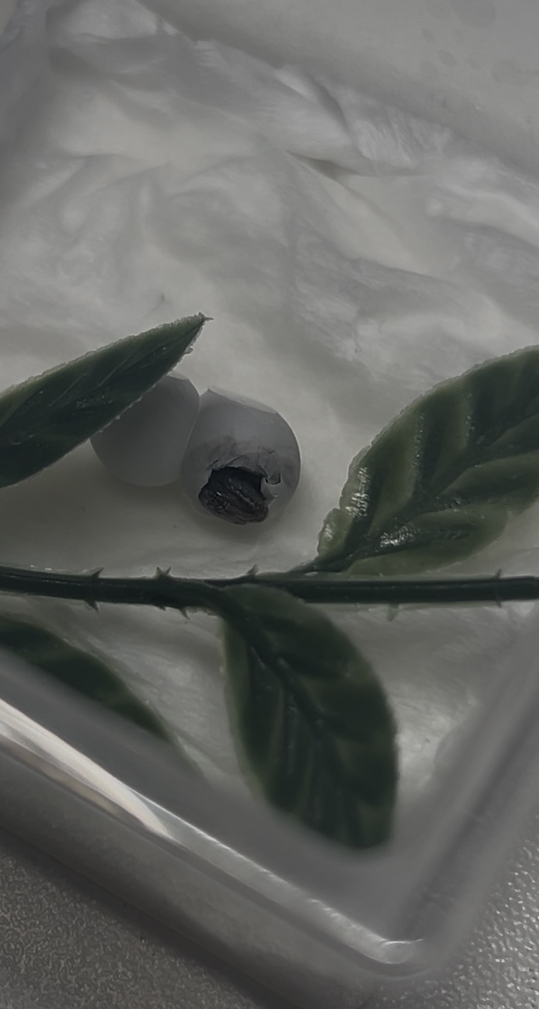 모어닝 게코 드디어 부화하다!! : 네이버 블로그