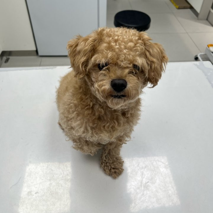 부천 푸들, 애처로운 눈빛, 상지초등학교에…새 가족 기다려요! 따뜻한 손길 (+유기견, 푸들, 입양) : 네이버 블로그