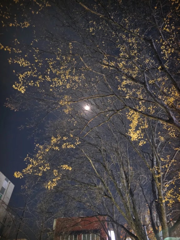 / 목화 목정희 : 네이버 블로그