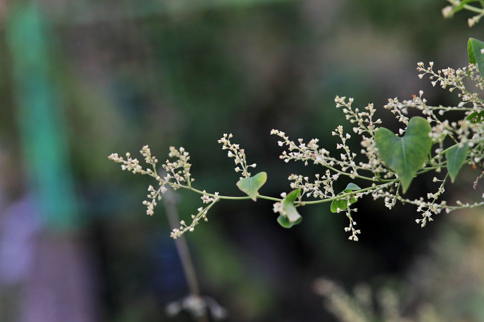 하수오(적하수오) : 네이버 블로그