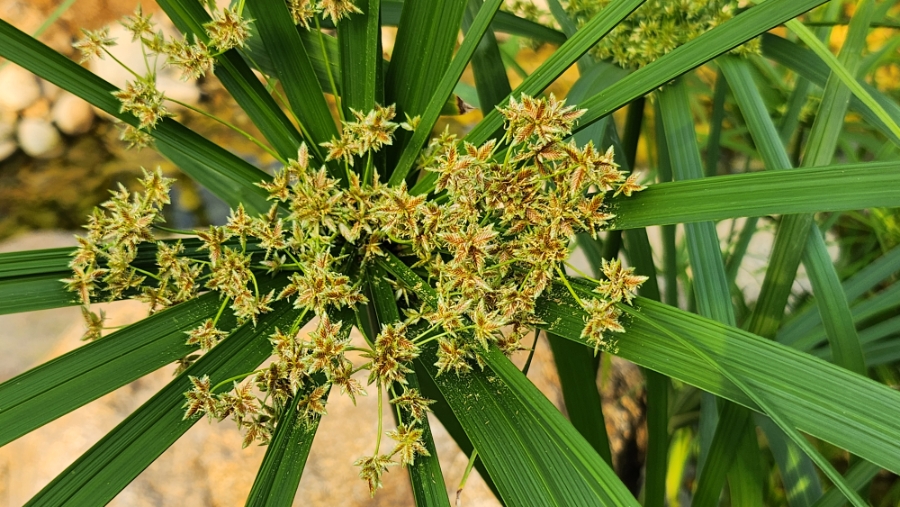 종려방동사니 : 네이버 블로그