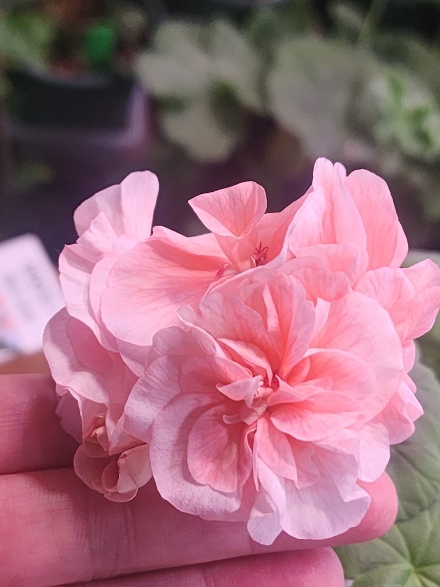 모네사랑 : 네이버 블로그