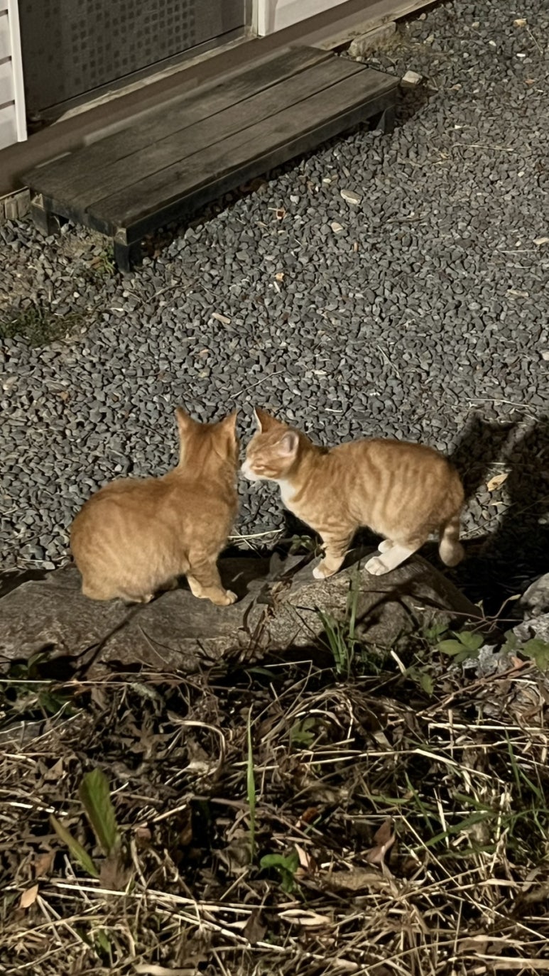 전남 여수시 소라면 사곡리 산94 : 네이버 블로그