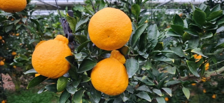 황금봉이 익어가네요 : 네이버 블로그