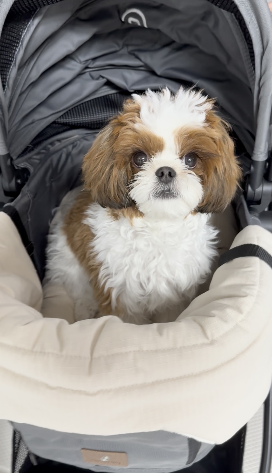 낫쏘빅 유모차 도로시 에찌 후기 : 네이버 블로그