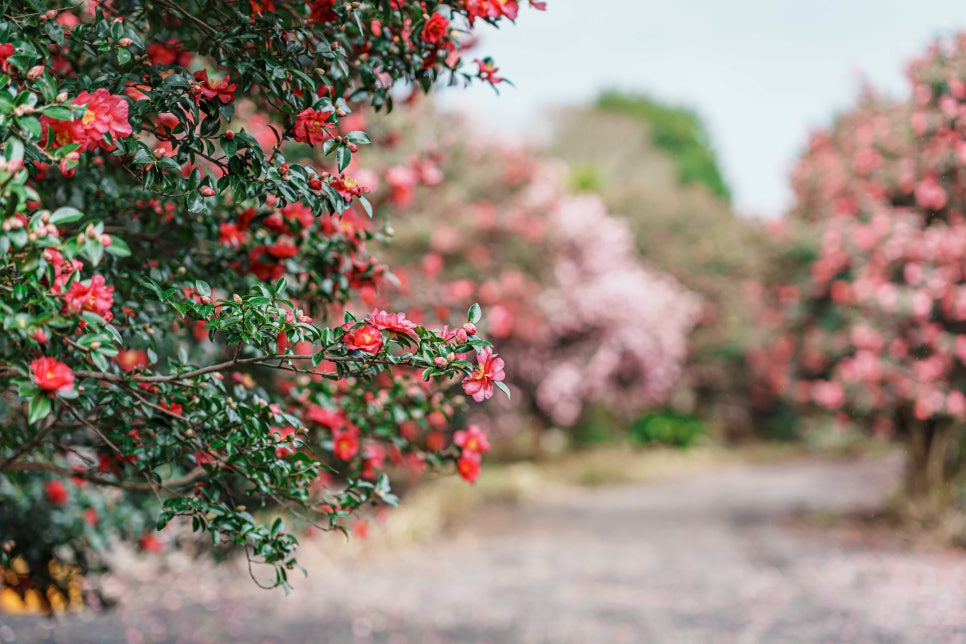 동백꽃 개화가 늦어지는 제주에서 가장 많은 동백꽃이 핀 서귀포 동백꽃 명소(25.12.14) : 네이버 블로그