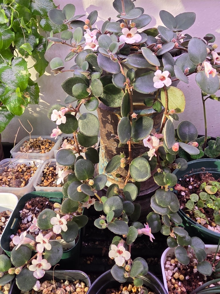 난리났슈!!! : 네이버 블로그