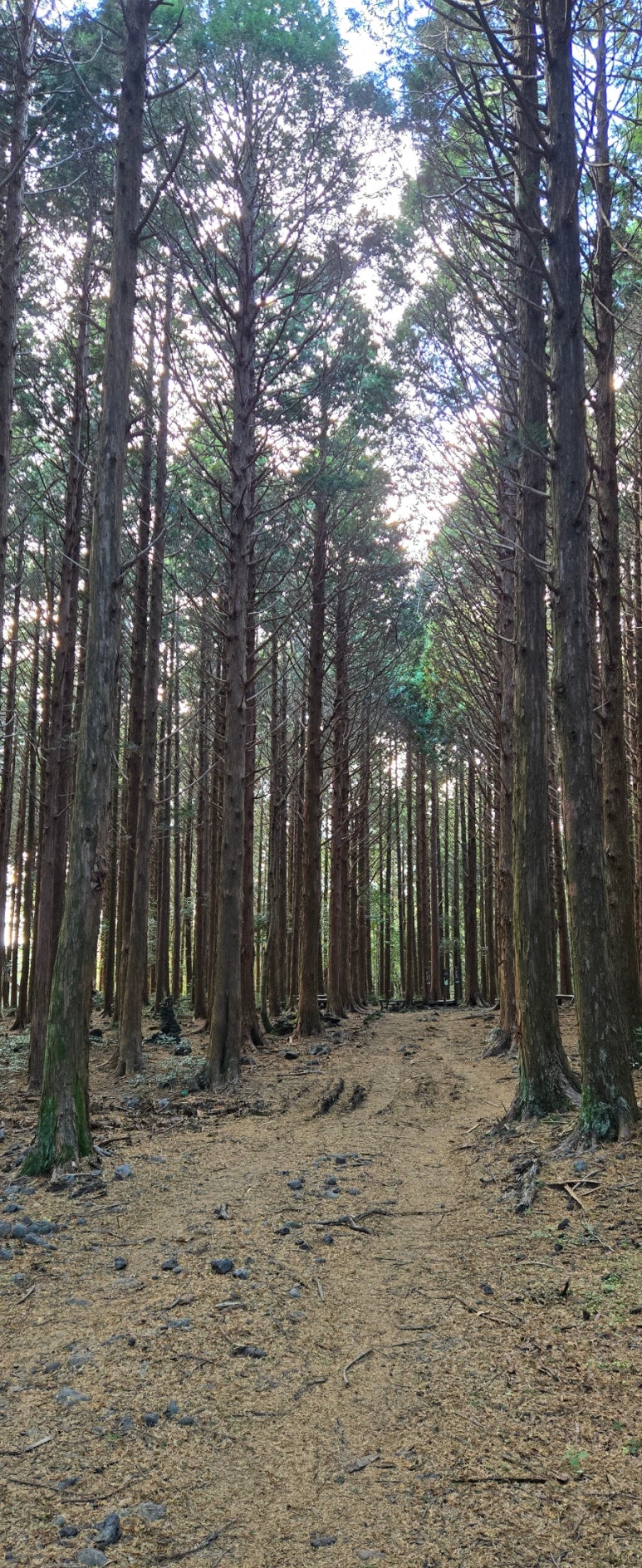 한라산 둘레길(산림휴양길, 동백길) : 네이버 블로그