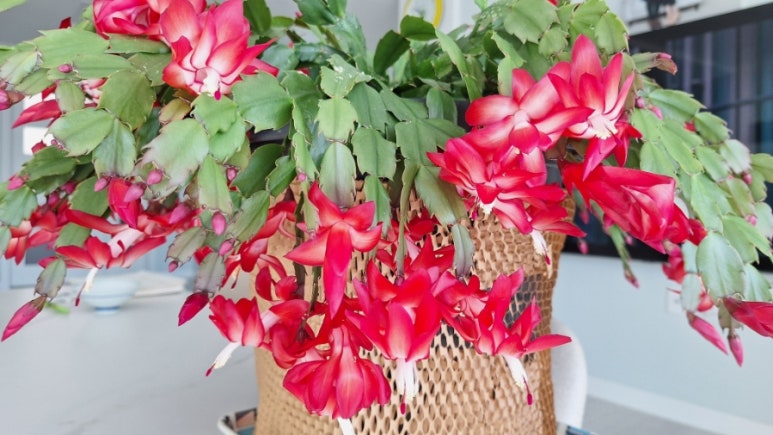 12월의꽃 게발선인장 키우기 쉬운식물 : 네이버 블로그