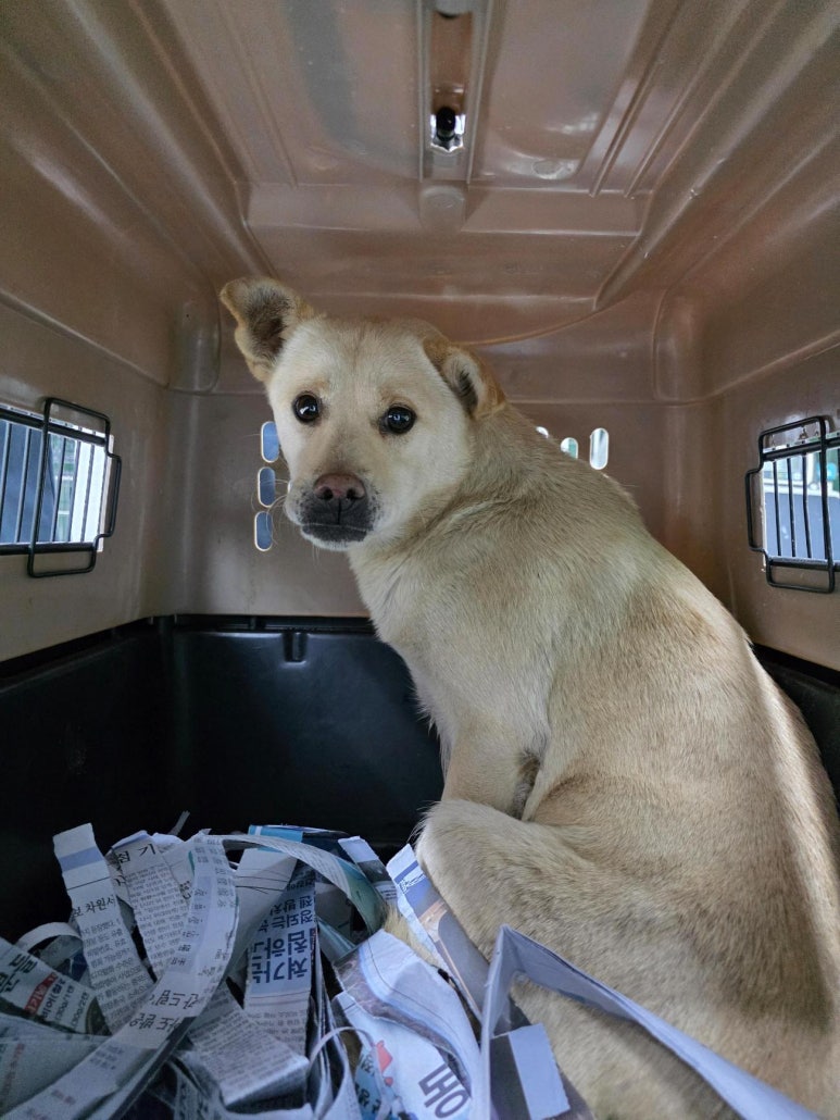 안성 믹스견, 크림색 털 아가의 슬픈 눈망울…기적을 기다려요! 따뜻한 가족이 되어주세요 (+유기견, 입양, 가족) : 네이버 블로그