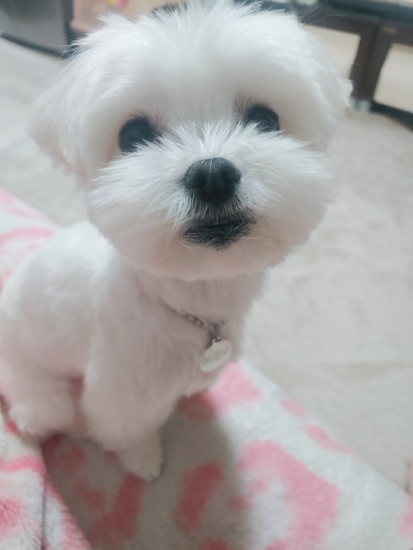 왕십리 애견미용 앙꼬네강아지미용실 말티즈 곰돌이컷 스포팅 가격 : 네이버 블로그