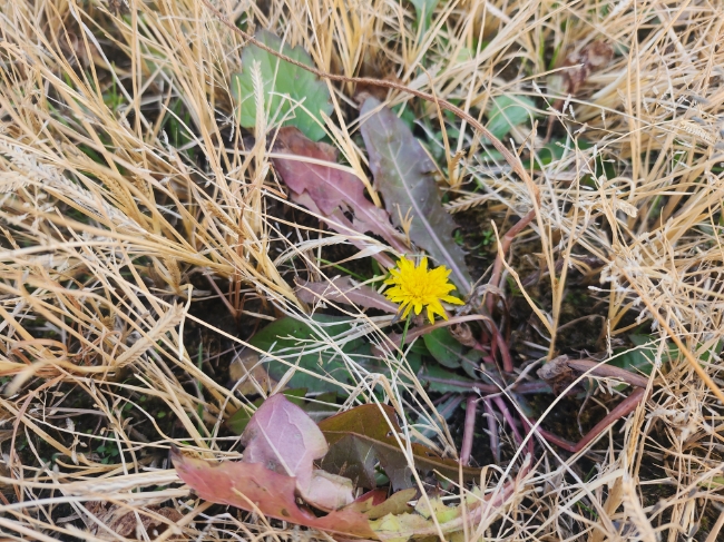 민들레 한섬 시집 : 네이버 블로그