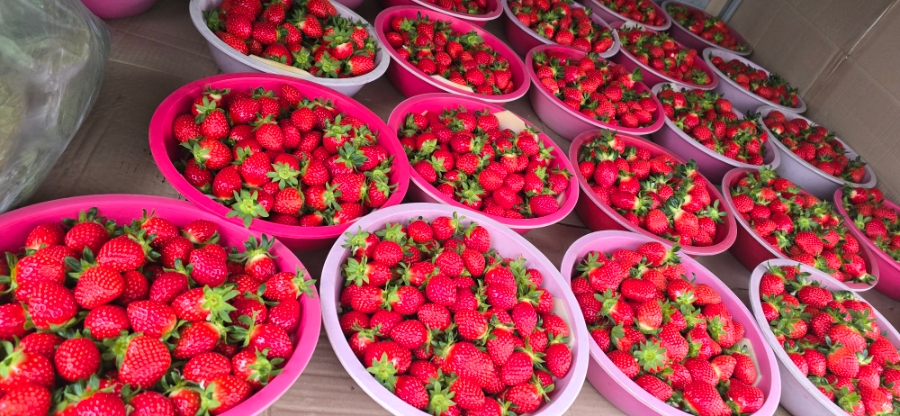 #다복딸기 정상영업합니다 : 네이버 블로그