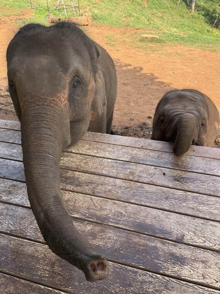 태국|치앙마이|코끼리가 있는 엘리핀팜 카페 자유여행 갈만한 곳 추천 : 네이버 블로그