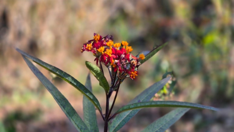 겨울 찬기온도 무시하고 피는 금관화 : 네이버 블로그