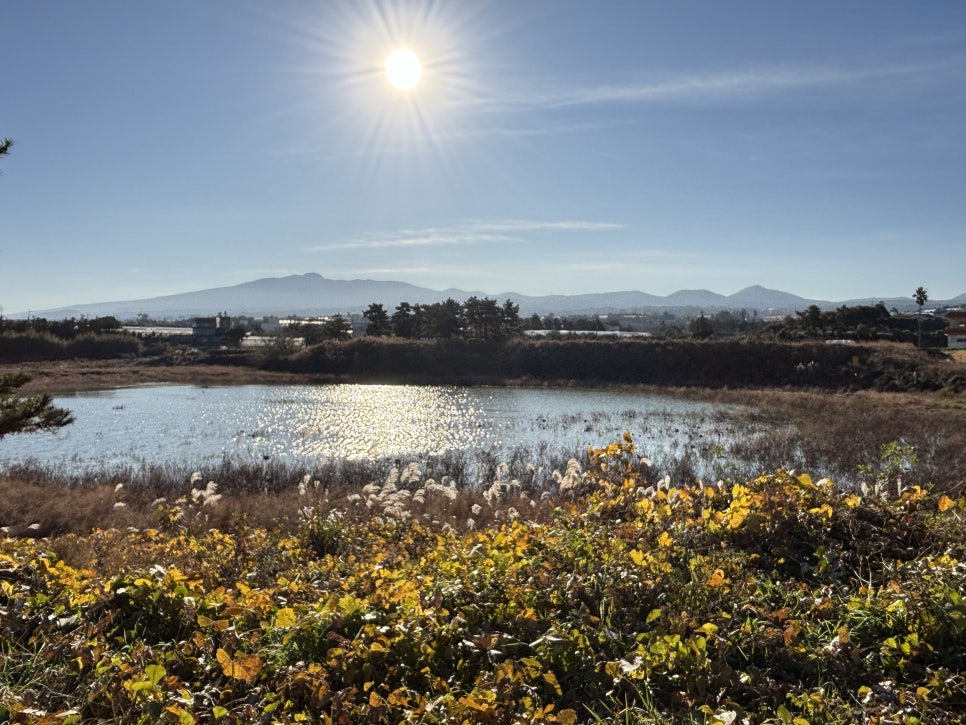 ep. 84 제주에서 두번째 맞는 겨울은 귤 천국 - 귤/만감류 차이점 귤 종류 알아보기 : 네이버 블로그