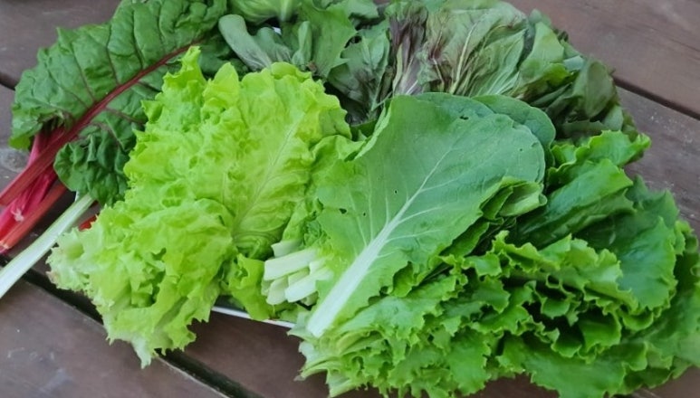 🎁 x-mas 시크릿채소박스(9,900원 무료배송) 넉넉하게 준비합니다. 댓글수 많아도 여유 있으니 주문,선물 하시고 공유이벤트 ...