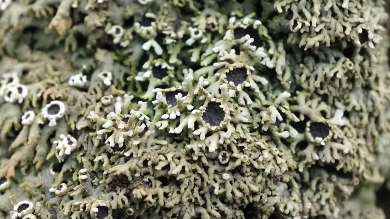 작은그리마지의, 돌기그리마지의, 작은돌기그리마지의 비교 : 네이버 블로그