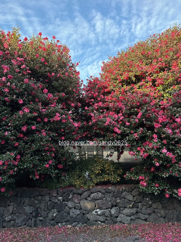 제주도 무료 동백꽃 ‘위미리3760’ 25.12.22 후기 : 네이버 블로그