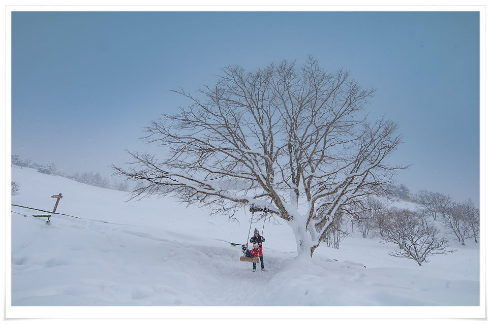 눈쌓인 대관령 양떼목장 - 2 : 네이버 블로그