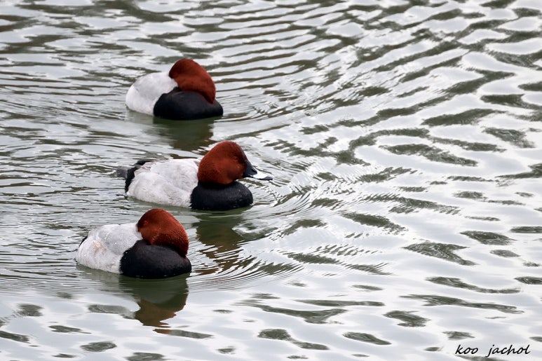 '흰죽지' : 네이버 블로그