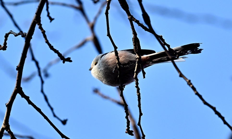 흰머리오목눈이 : 네이버 블로그
