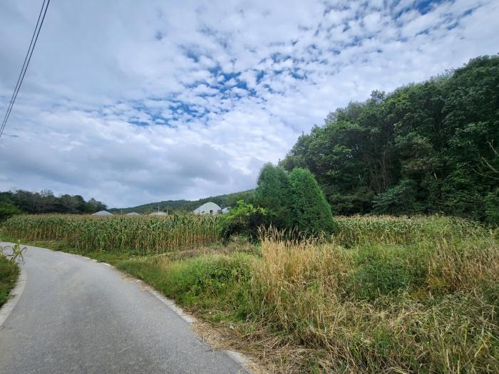 강원 경매추천 전 경매가 분석 ♣ 585.0평 : 네이버 블로그