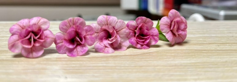 칼리브라코아-사쿠라~🤍 : 네이버 블로그