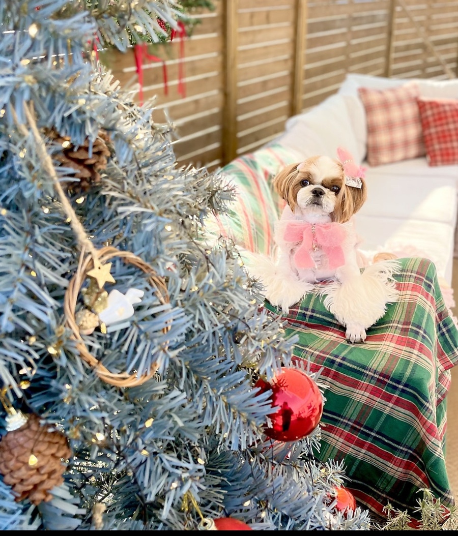 천안 & 아산 크리스마스 카페 추천 반려견동반 가능 Zip : 네이버 블로그