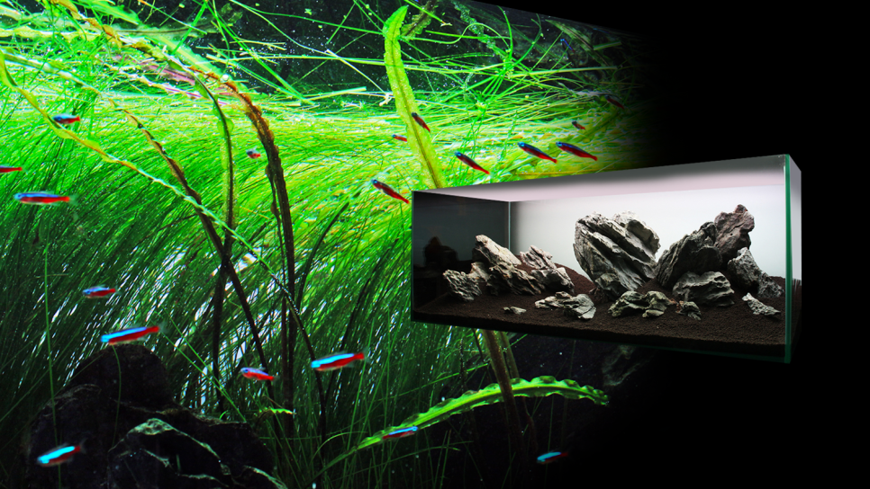 1245 이와구미 : 07. 수석으로 꾸미는 간단 레이아웃 영상 : 네이버 블로그