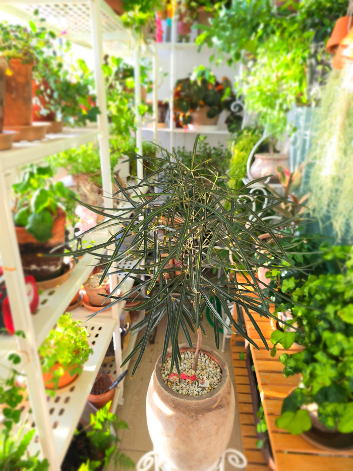 잎으로 선을 그리는 나무 아랄리아 플랜테리어 감성식물 외목대 키우기 : 네이버 블로그